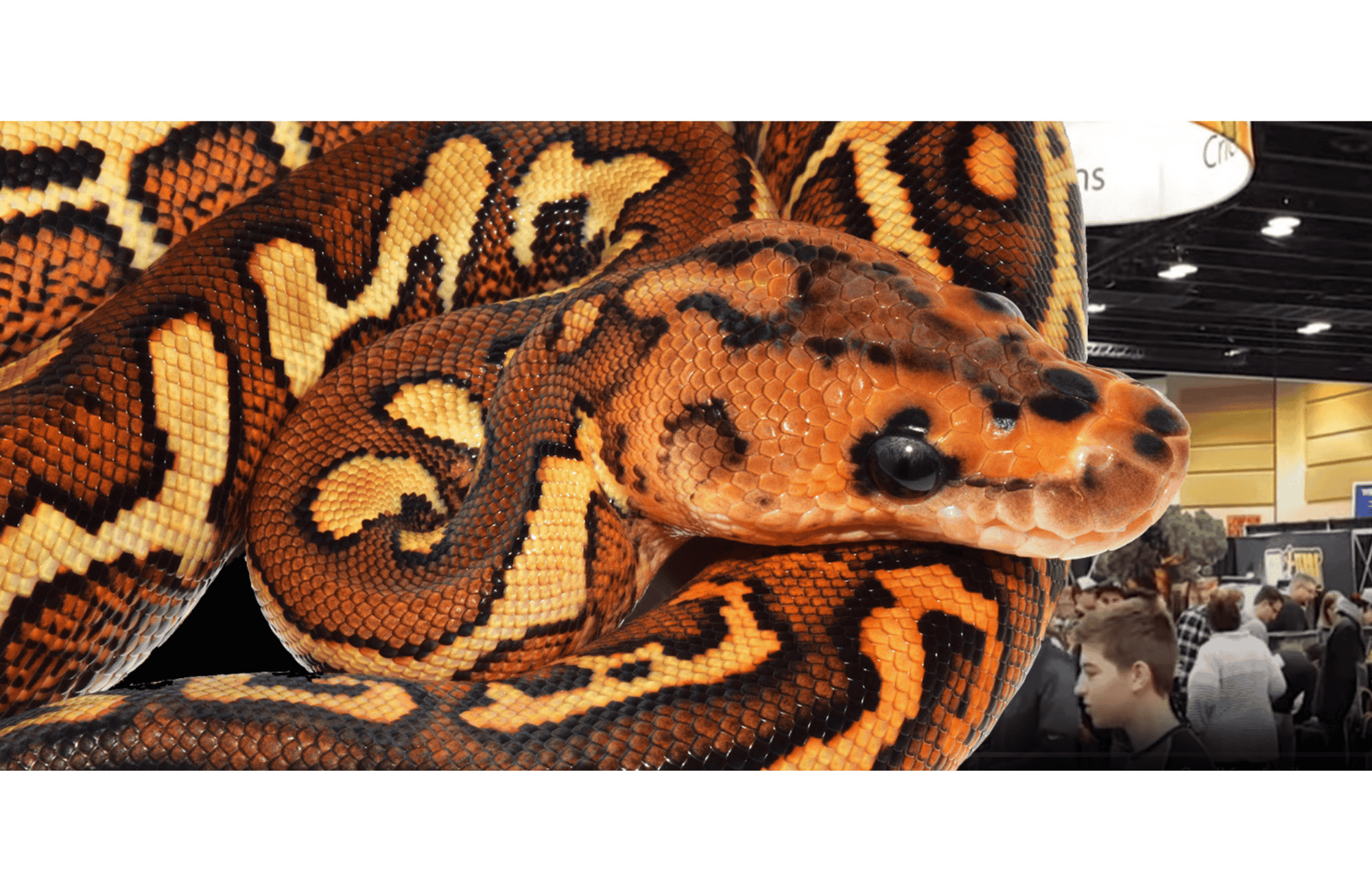 North America Reptile Breeders Conference - St. Charles Convention Center